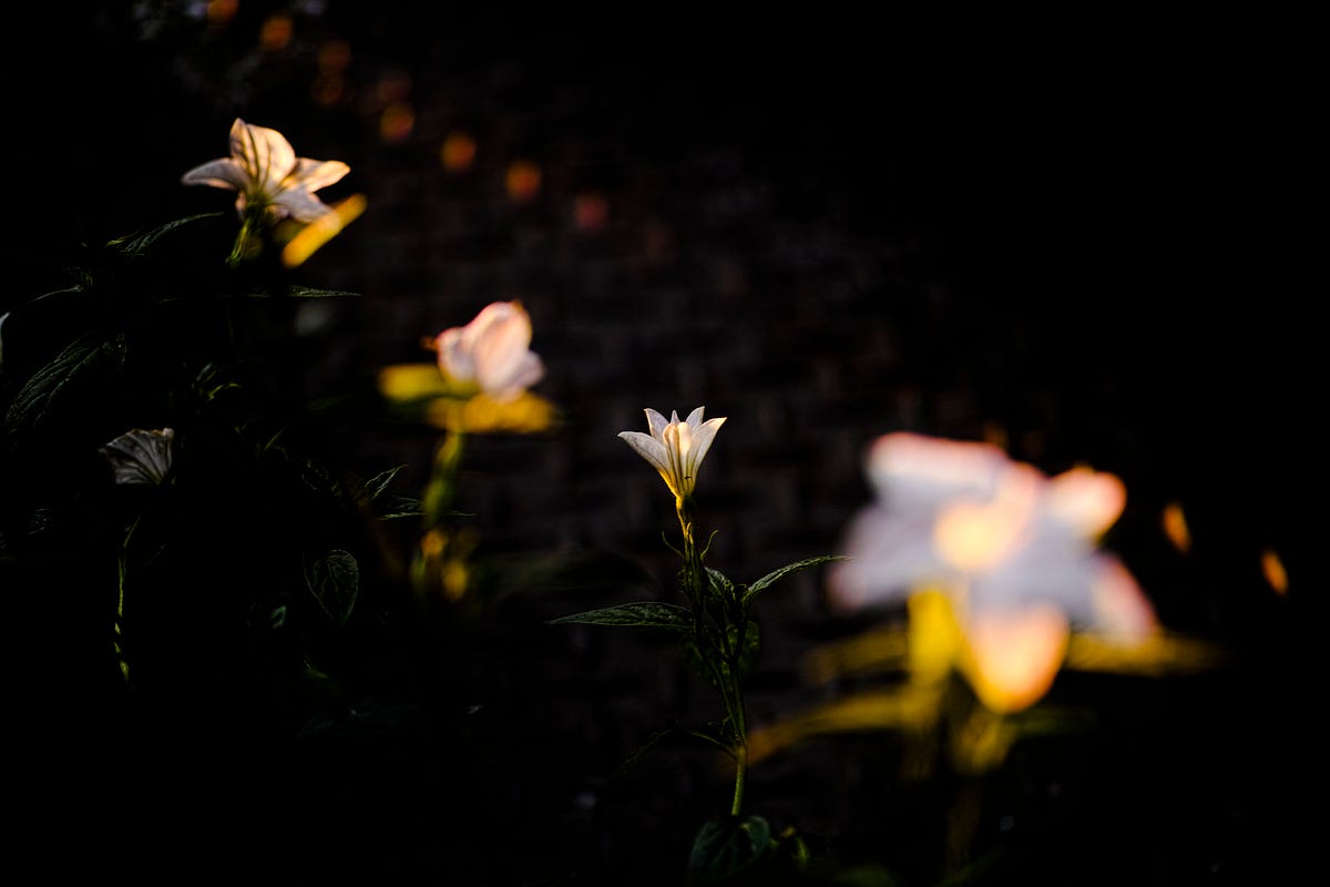 In Texas, after it rains, little flowers sprout from the lawn. They ...