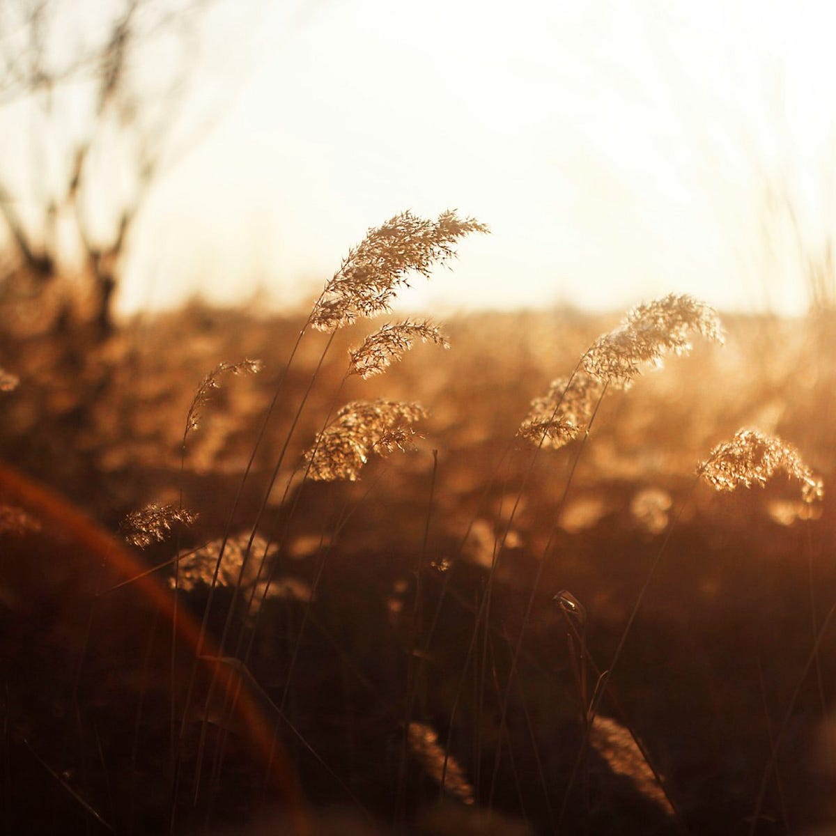 SEEDS. Senryu / Haiku | by Lance Robinson | Aug, 2024 | Medium