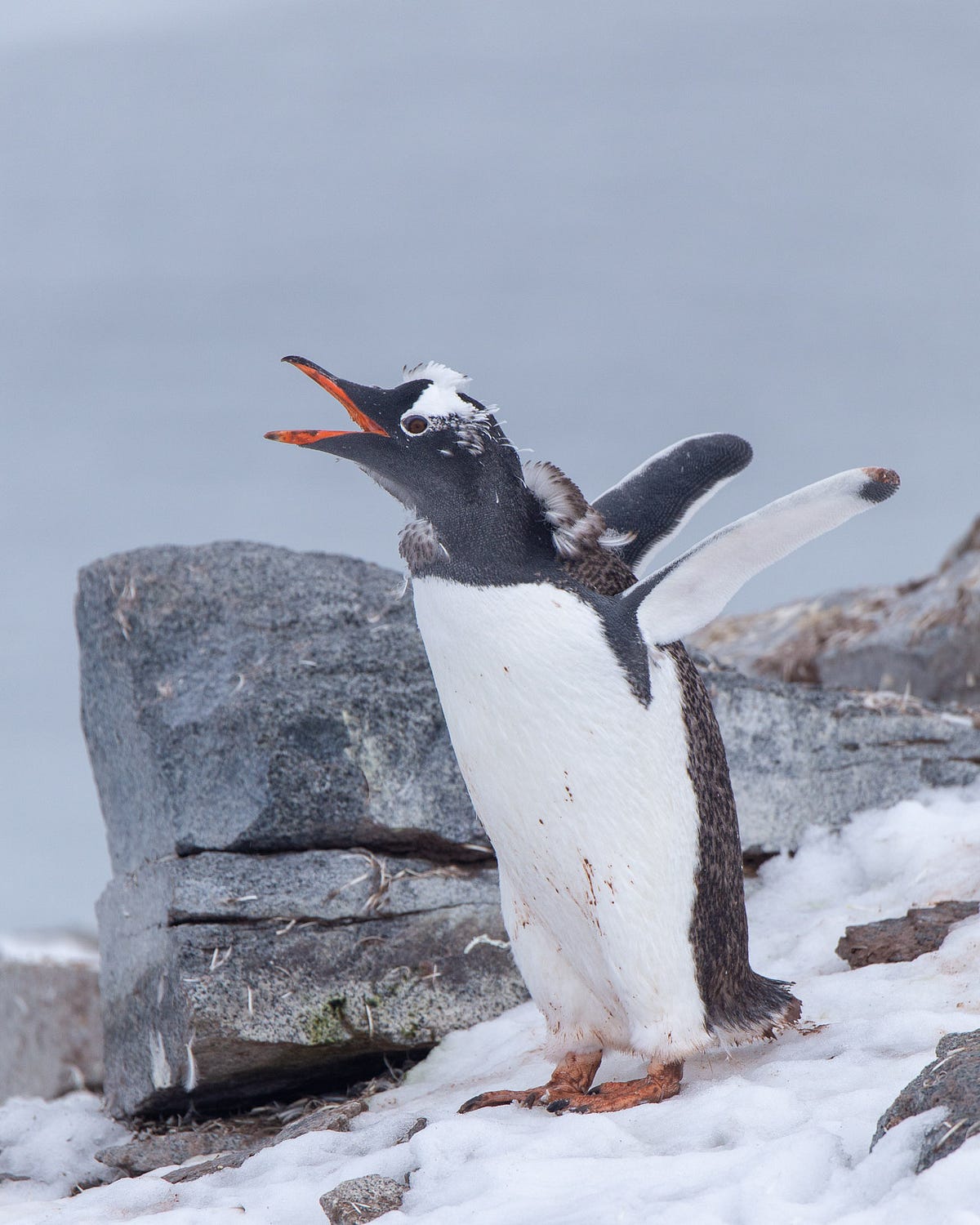 Update: Polar Opposites Book. Another Month Has Gone By | by Lauri ...