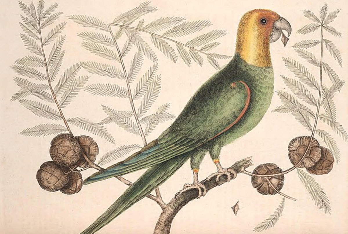 How We Lost the Only Parrot Native to America | by Sal | Lessons from ...