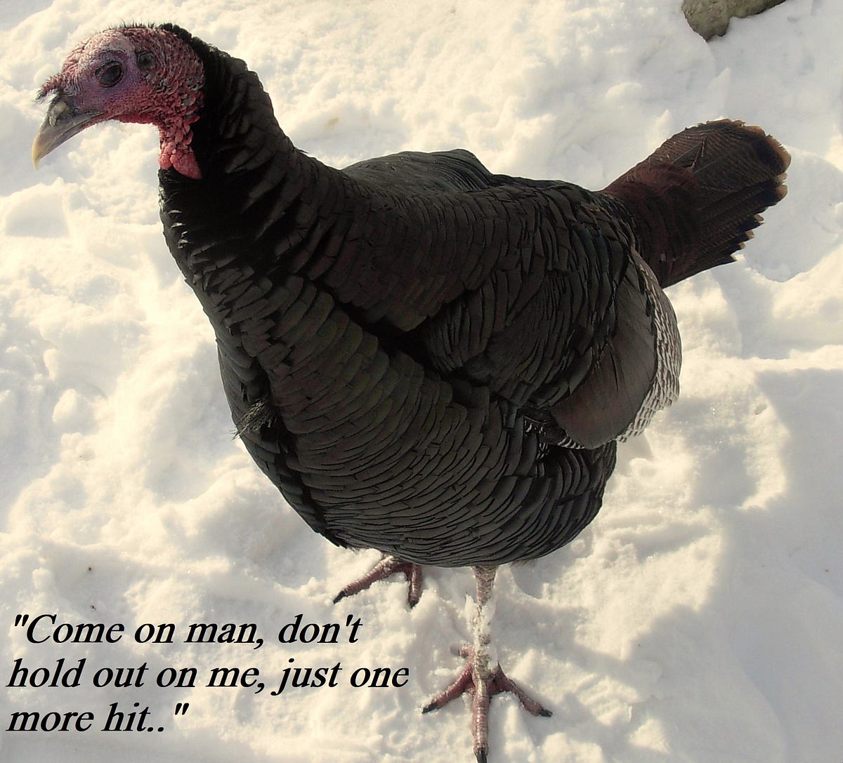 Going Cold Turkey. Let’s talk turkey about addiction | by R P Gibson ...