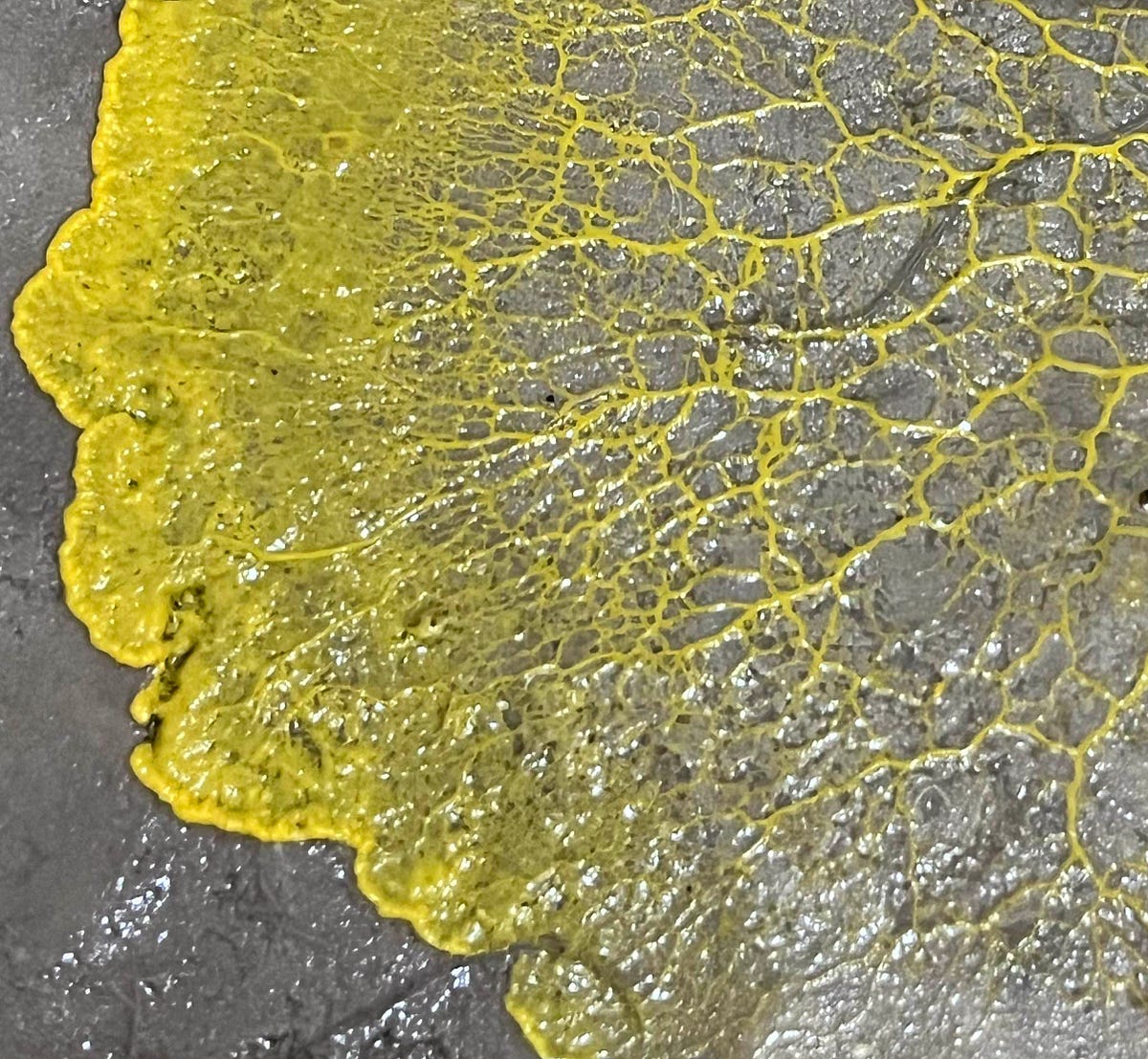 How slime mold can teach designers. | by Harish Aj | Medium