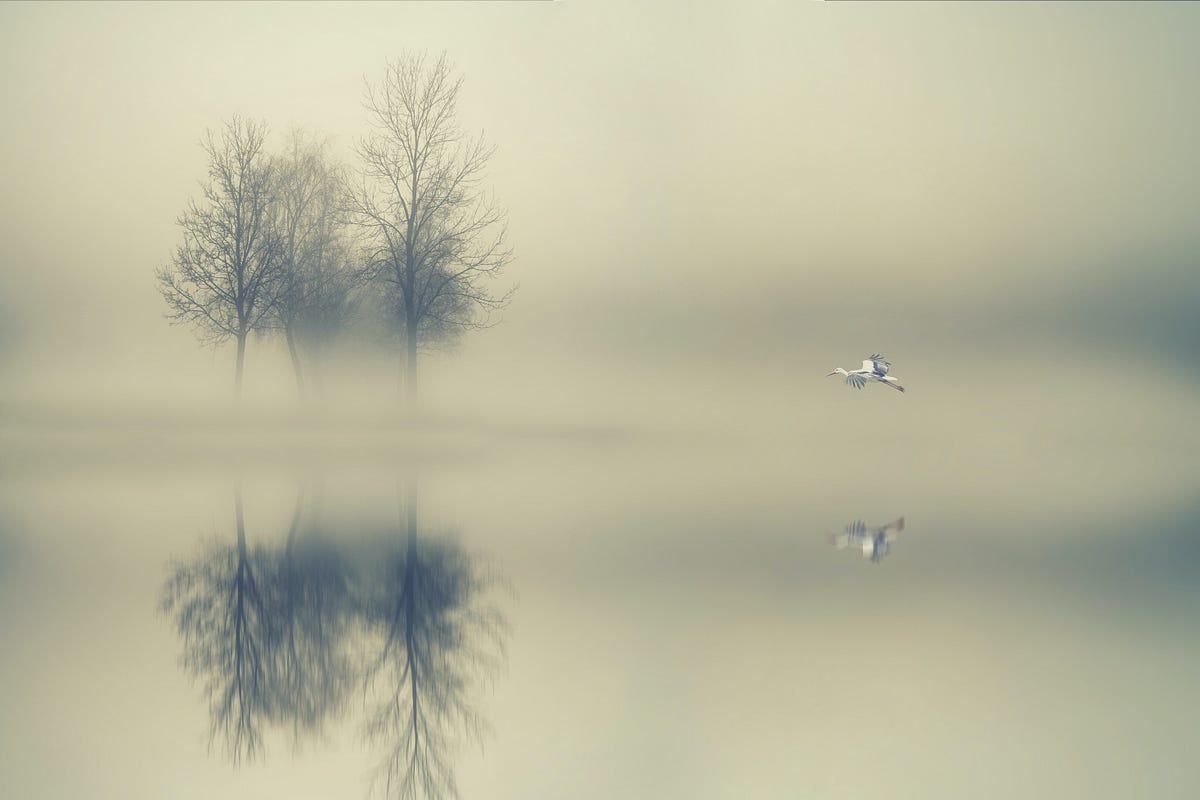 Another Silent Spring. 5oth Anniversary of the Earth Day in… | by Asli ...