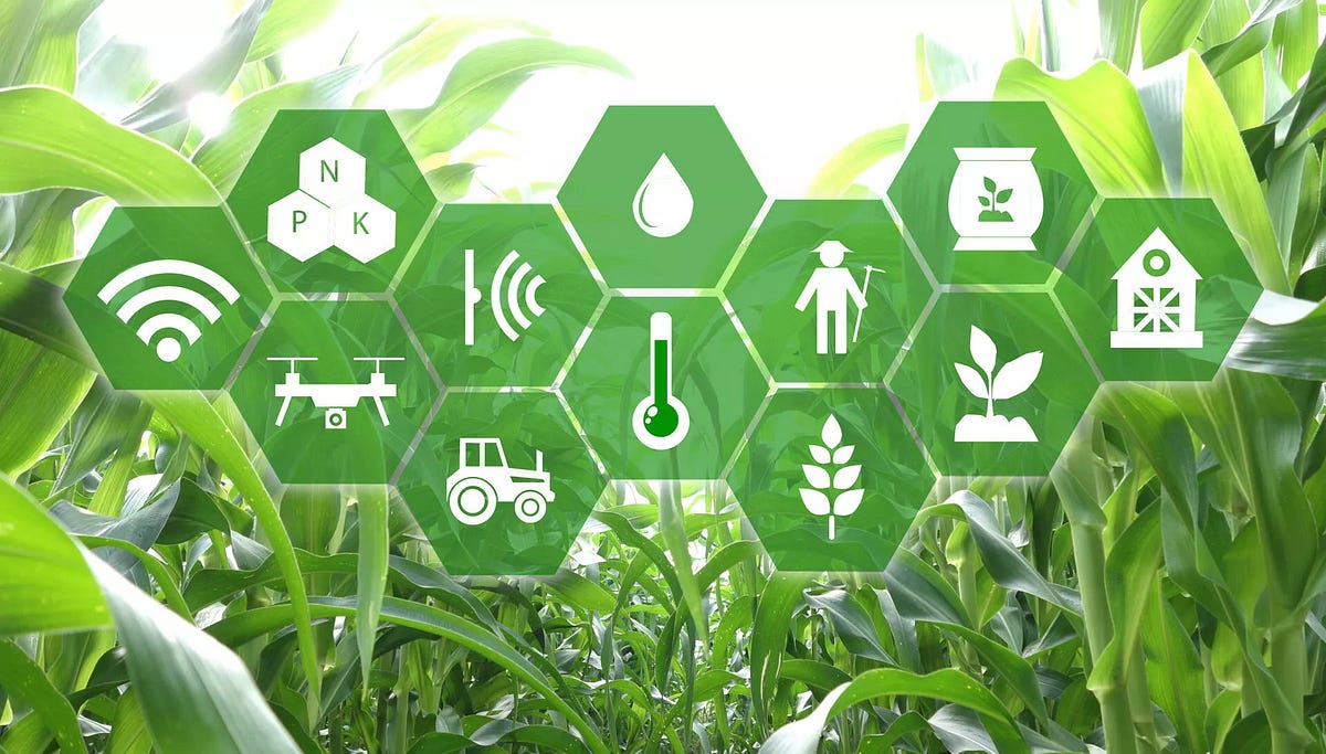 Plant — AI. Recognition of Plant Diseases by Leaf… | by Soumyajit ...