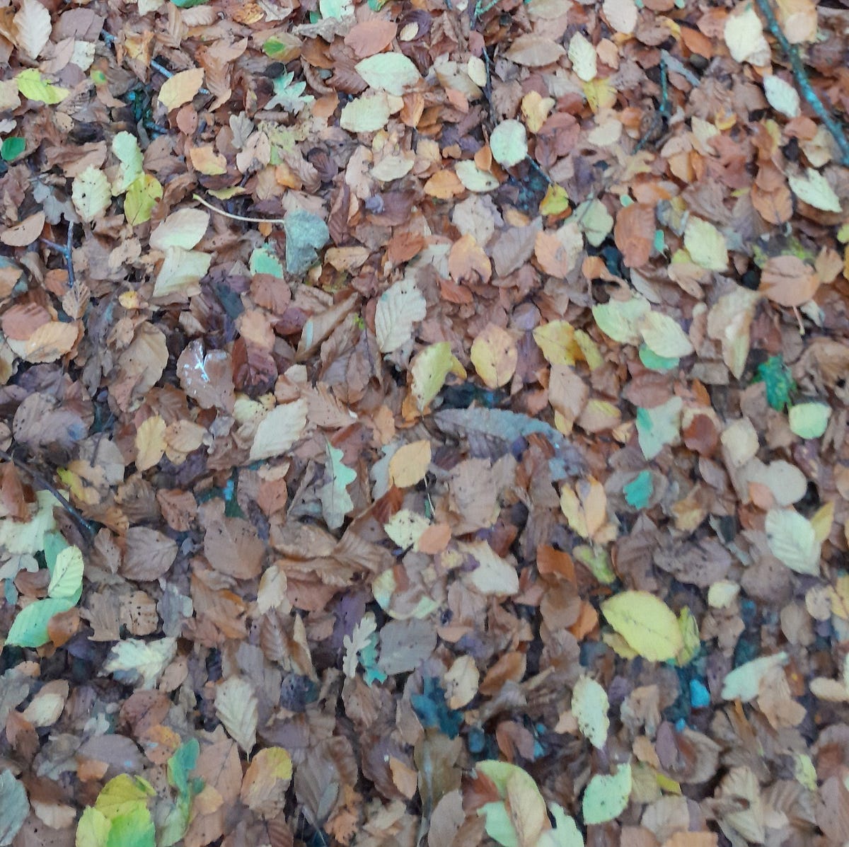 The sound of Night. Scattered nails, ahimsa, and metta for… | by ...