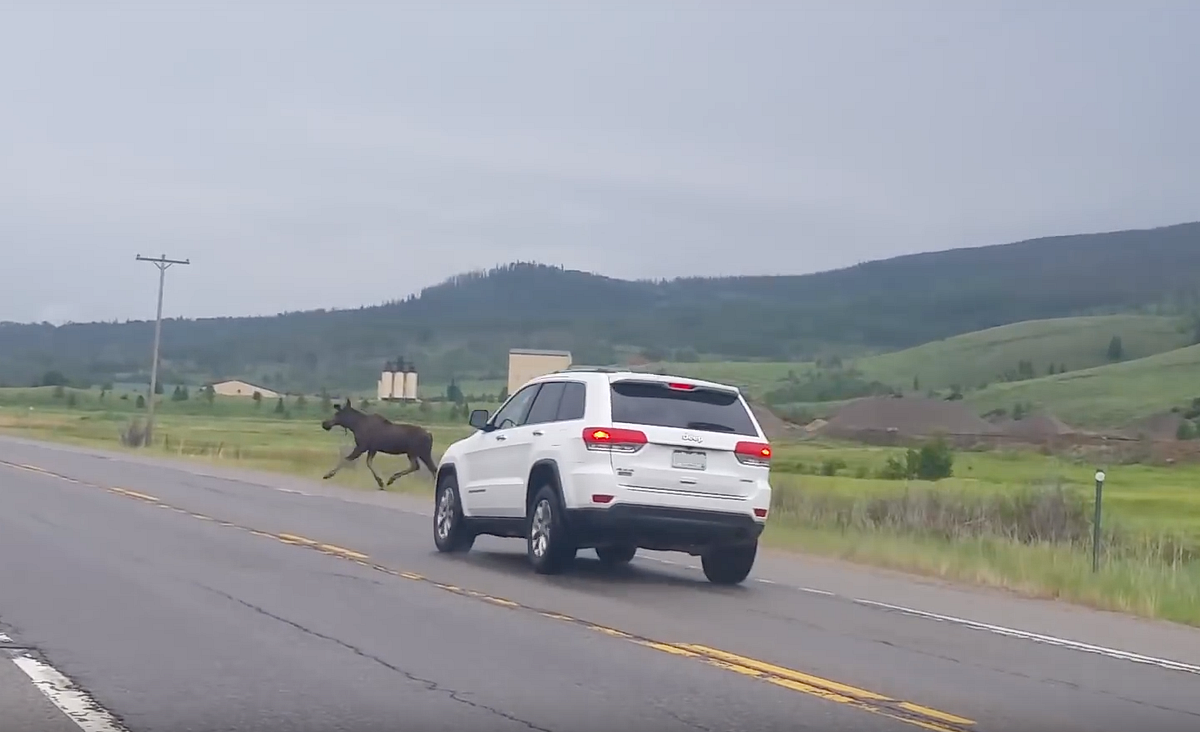Moose Collision Near Silverthorne, CO | by CO Parks & Wildlife | Medium