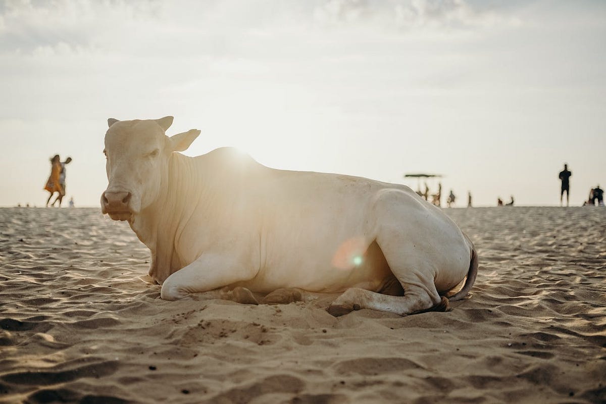 Punganur Cow Chronicles: From Tradition to Modernity | by Goel Vet ...