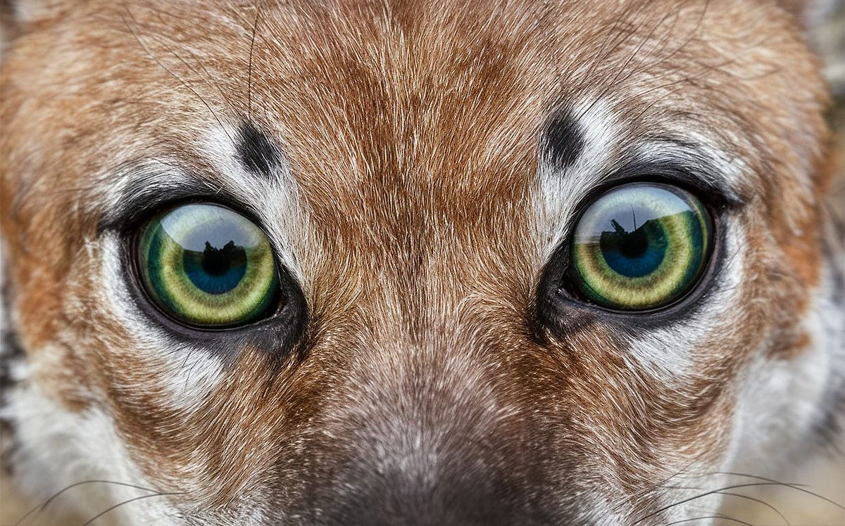 Unveiling Nature’s Hidden Spectrum: Viewing the World Through Animal ...