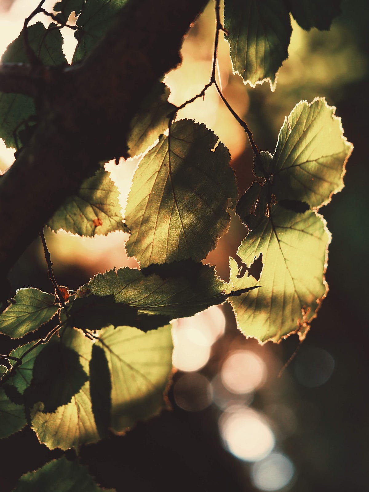 Summer Afternoon. A poem | by Lisa Wathen | Scribe | Medium