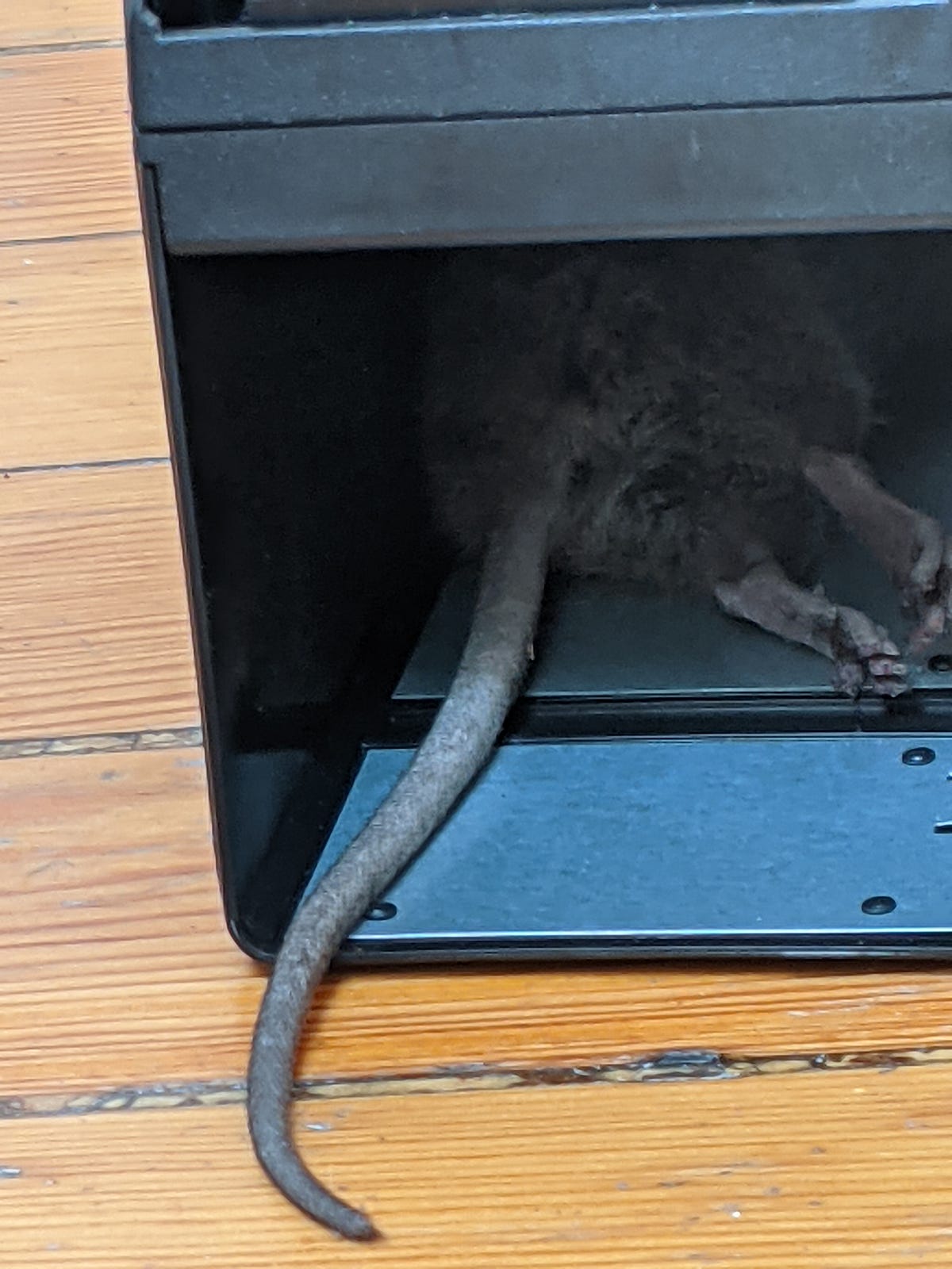 Oh wow, it’s a big RAT!. Vermin roommates were not part of my… | by ...