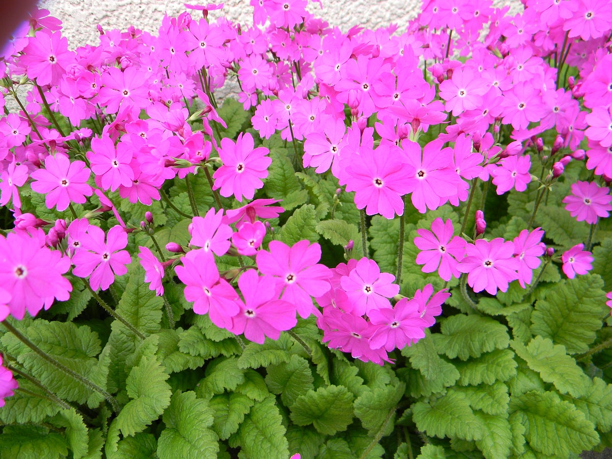 Japanese Primrose. Fully bloomed. Primula Sieboldii | by Ei Shibusawa ...