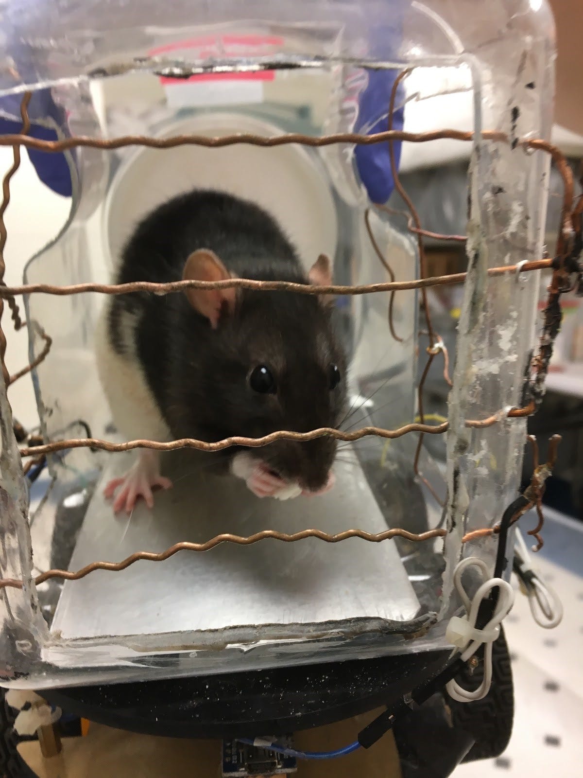Why Scurry When You Can Drive?. Visualizing driving rats. | by Xiaodi ...