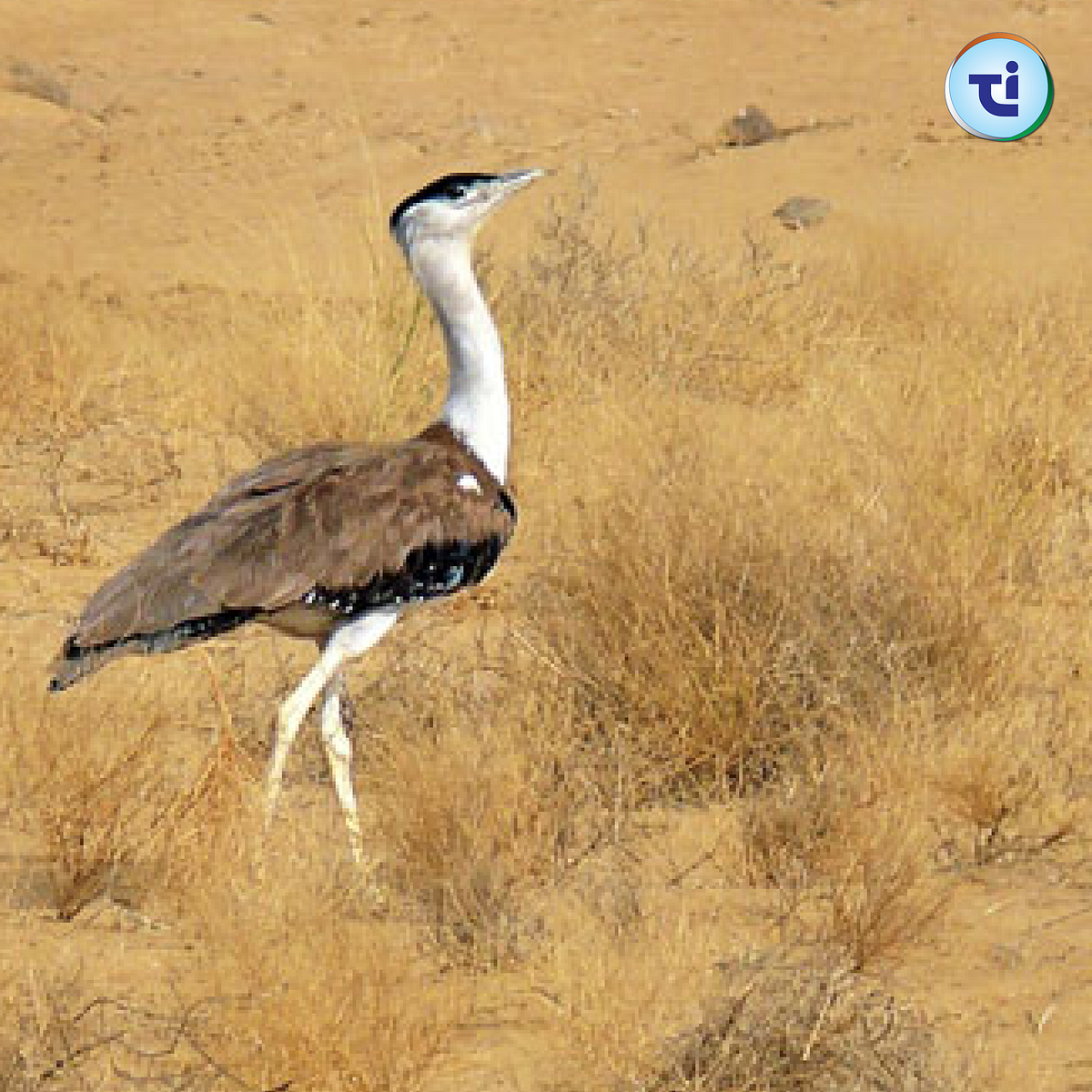 Great Indian Bustard. The Great Indian Bustard: A Majestic… | by The ...