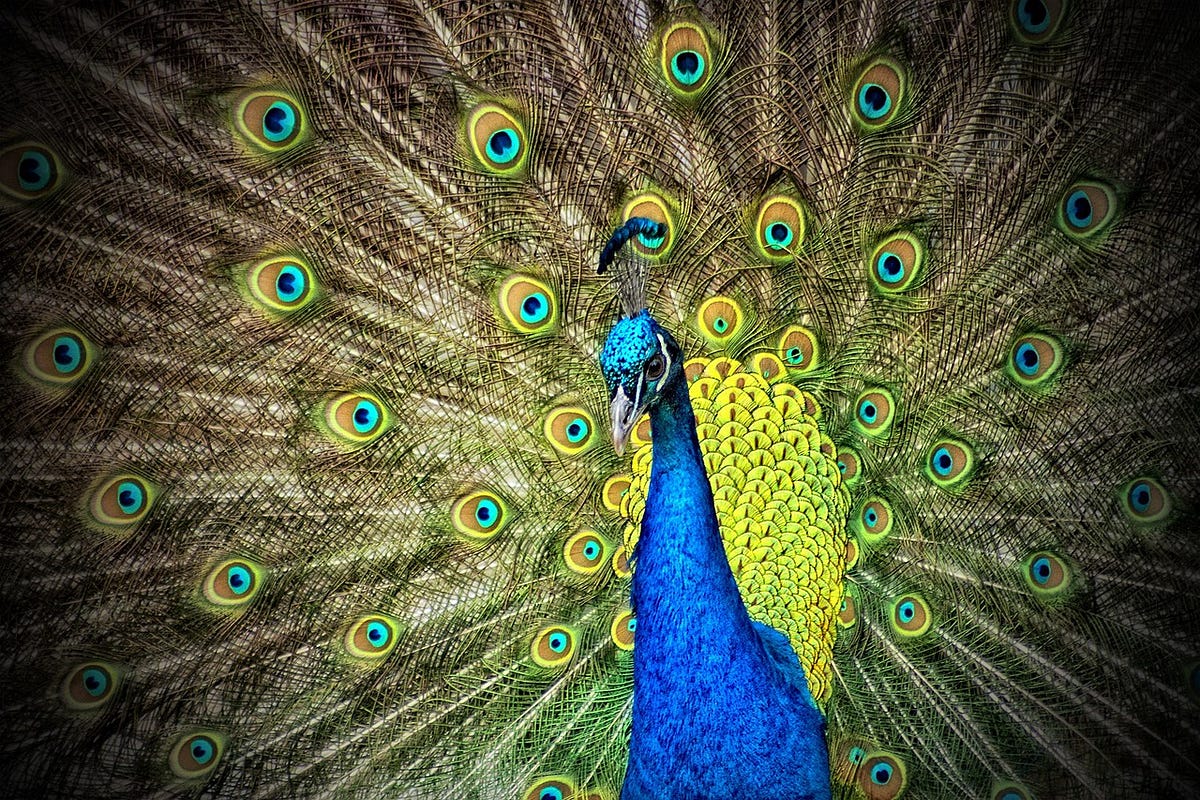 Rendering An Angular Component Conditionally Using A Directive Ole Ersoy Medium