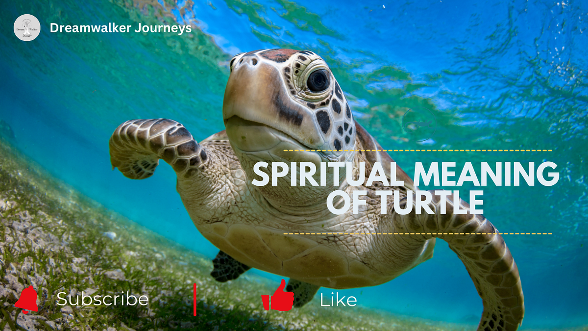 SpiritualSpiritual Meaning of Turtle: In-Depth Explorations | by ...