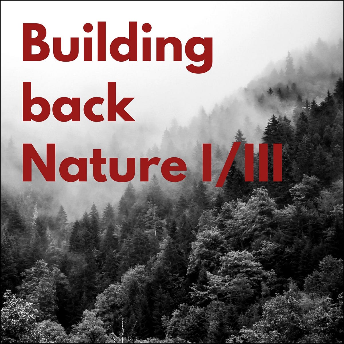 Building back Nature I/III. What Role can Forests play in tackling… | by Broadpeak GmbH | Medium