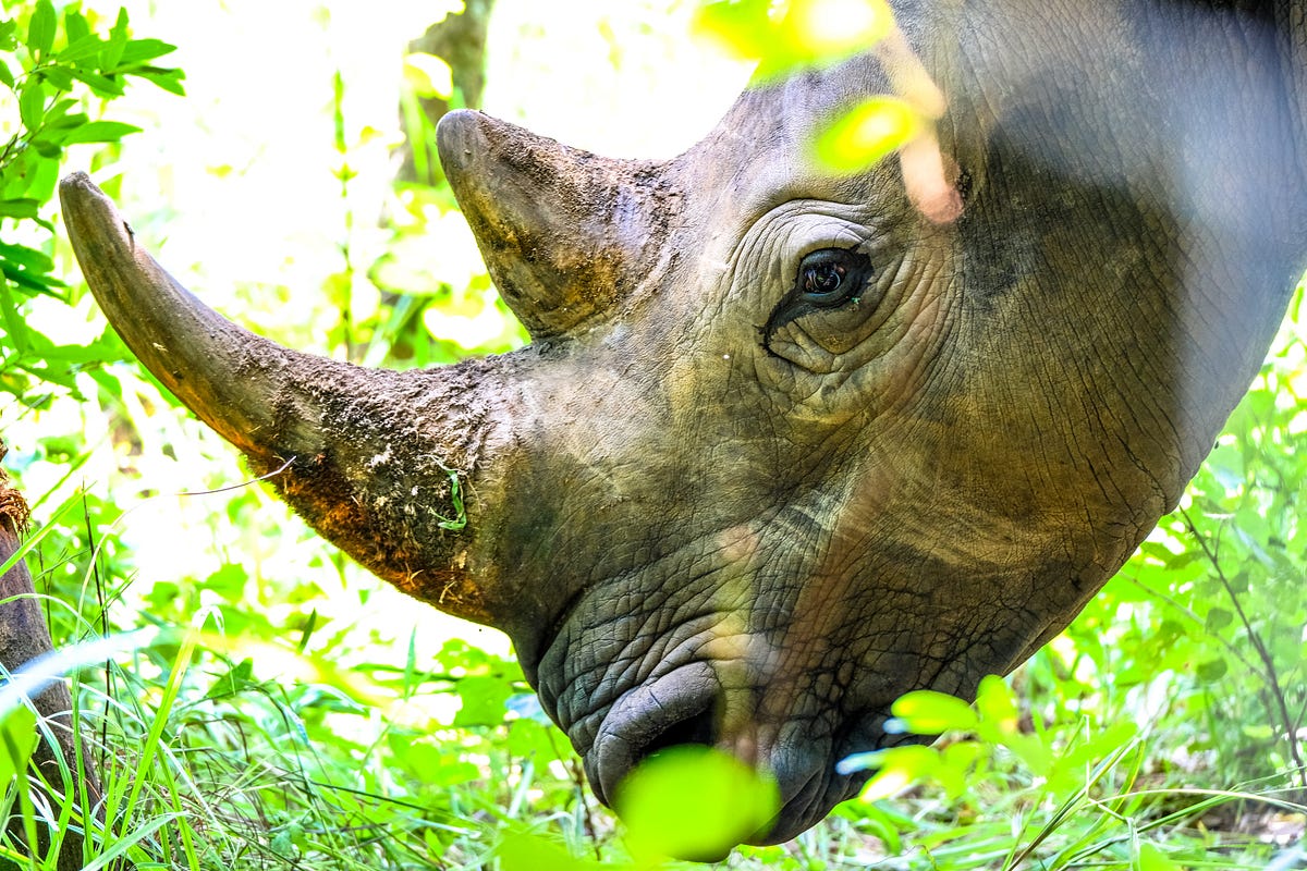 Extinction of Biodiversity is a Natural Process! | by SM Abdullah Al ...