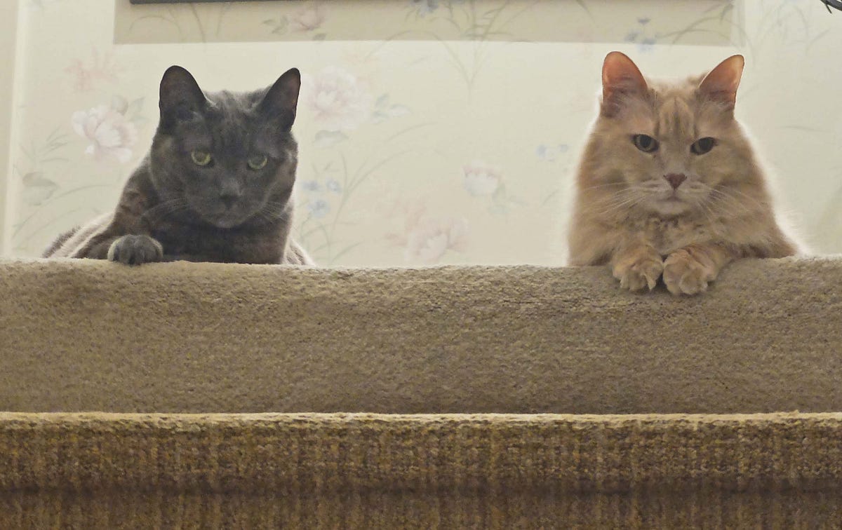 Editors’ Choices. Dec 2021 — January 2022 | by Louise Peacock | Catness | Medium