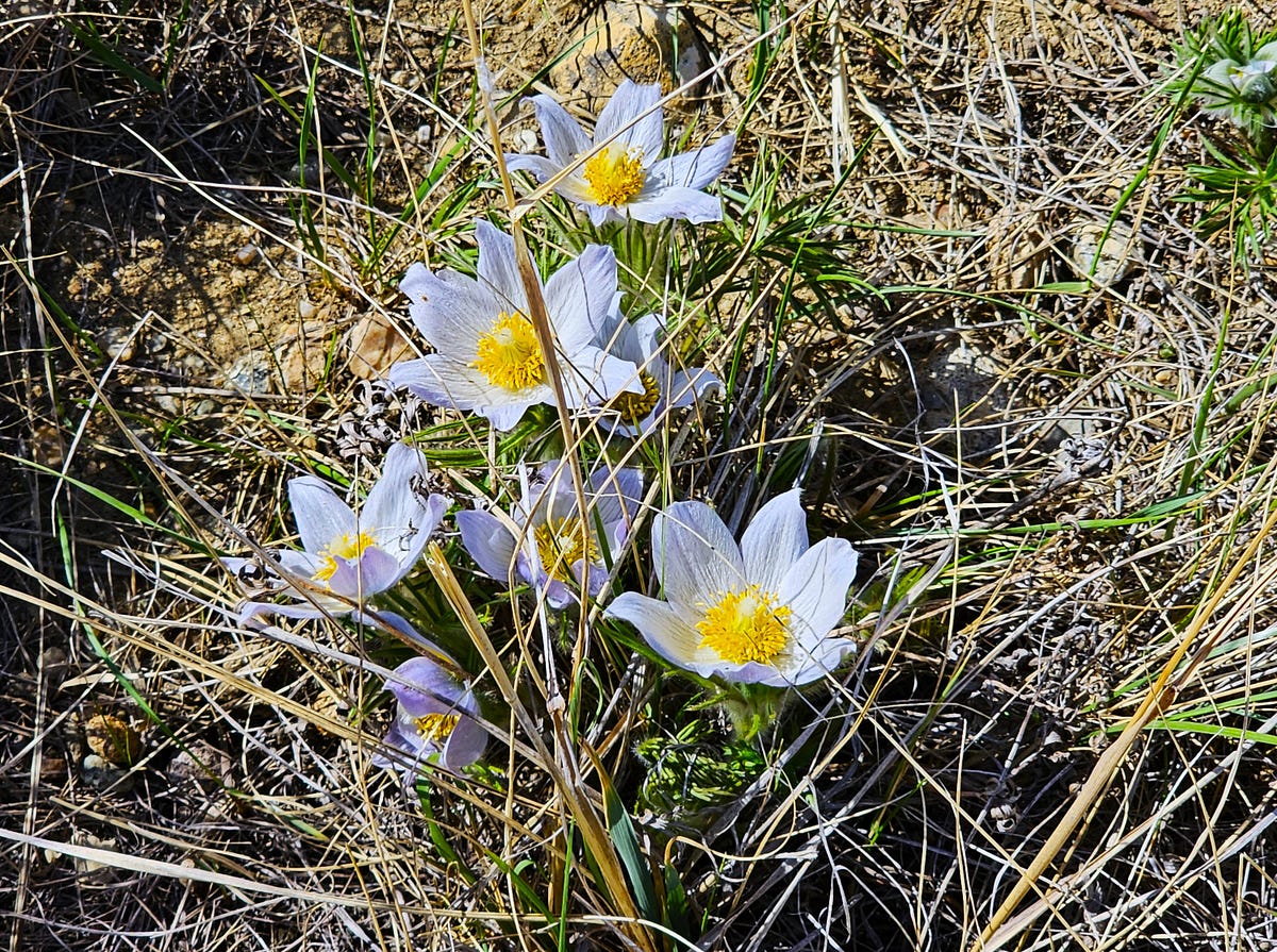 The Hills Are Alive. A stroll through prairie hills on a hot… | by ...