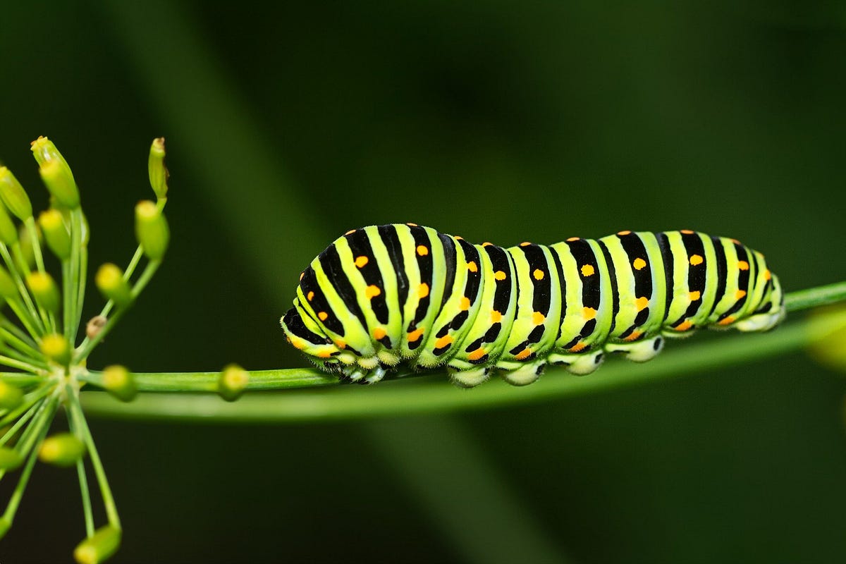 11 Life Lessons from the Very Hungry Caterpillar | by Anthony M. Davis ...