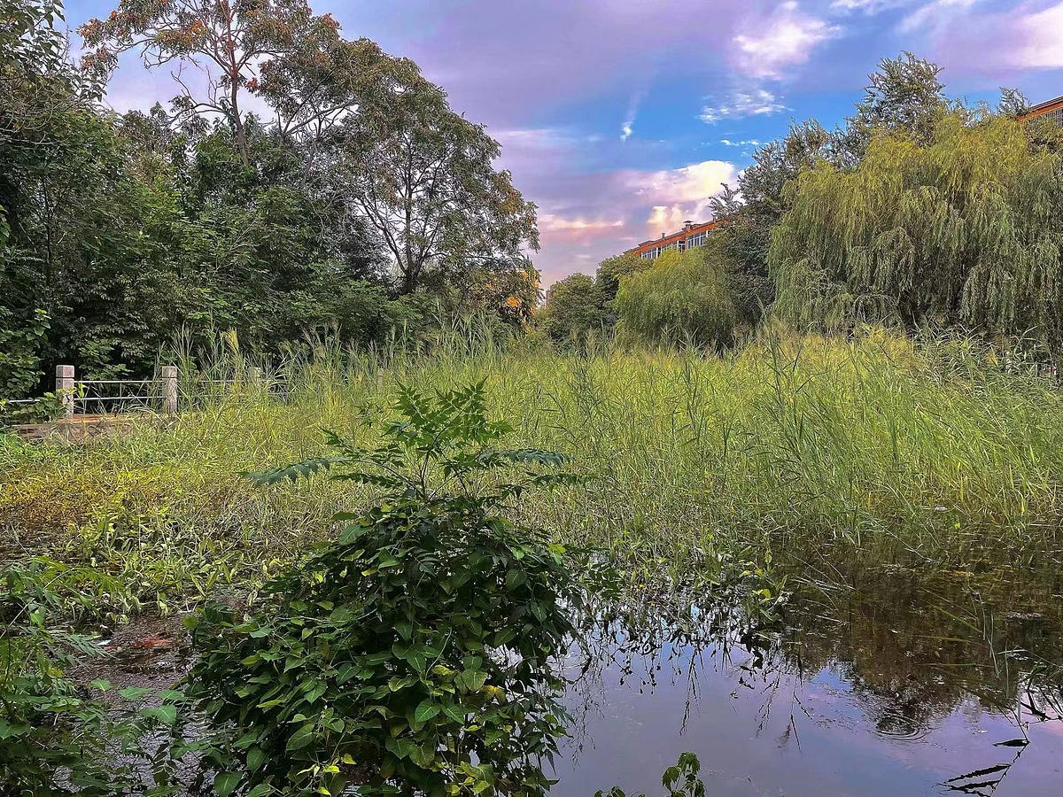 A Walk After the Storm. After a heavy rain, I took my first… | by ...
