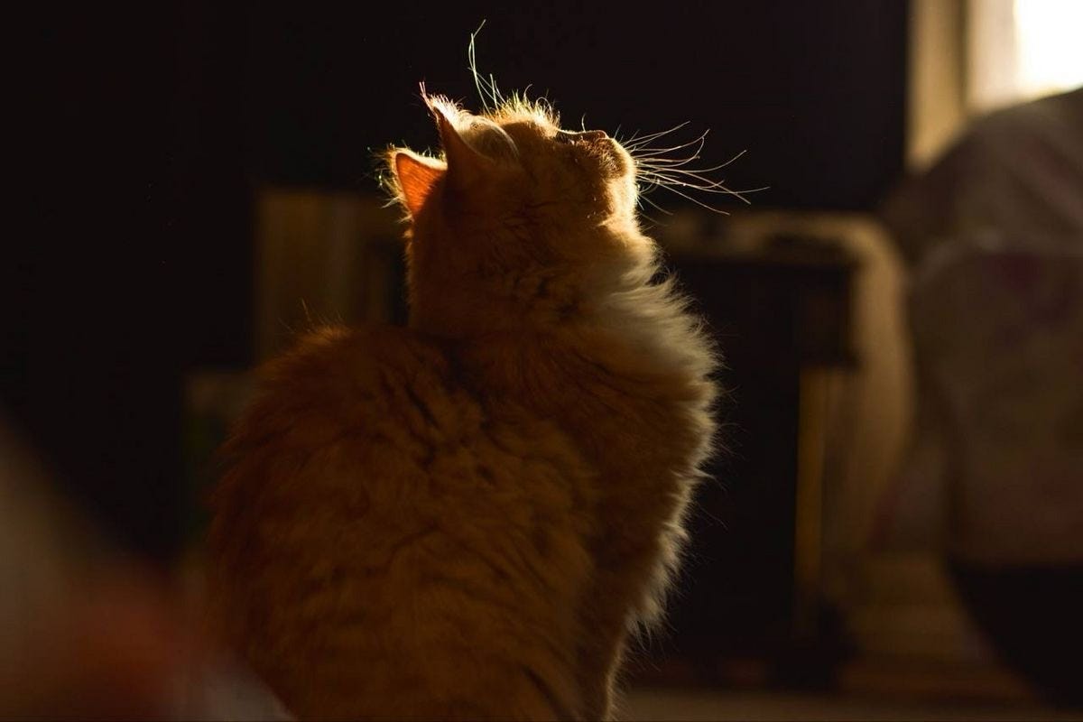 It’s a profound sadness, knowing the difference between right and wrong ...