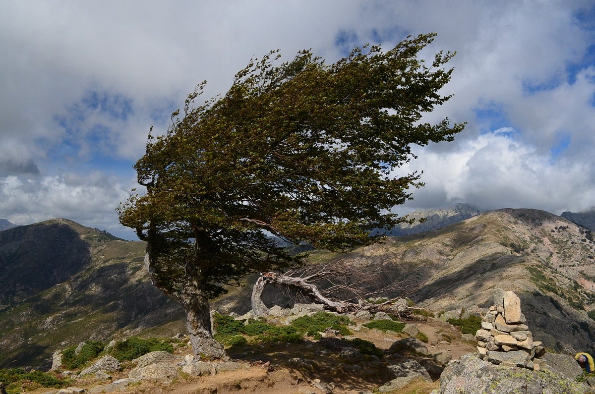 Haiku #51. Howling is the wind At your home door… | by Bruno Yonezawa ...