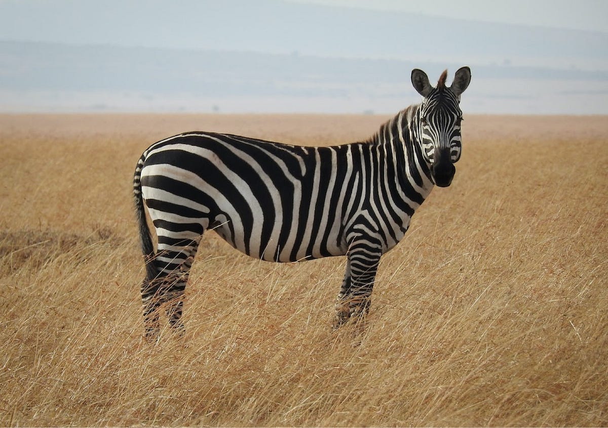 The Fascinating History and Biology of Zebras: Exploring the Secrets ...