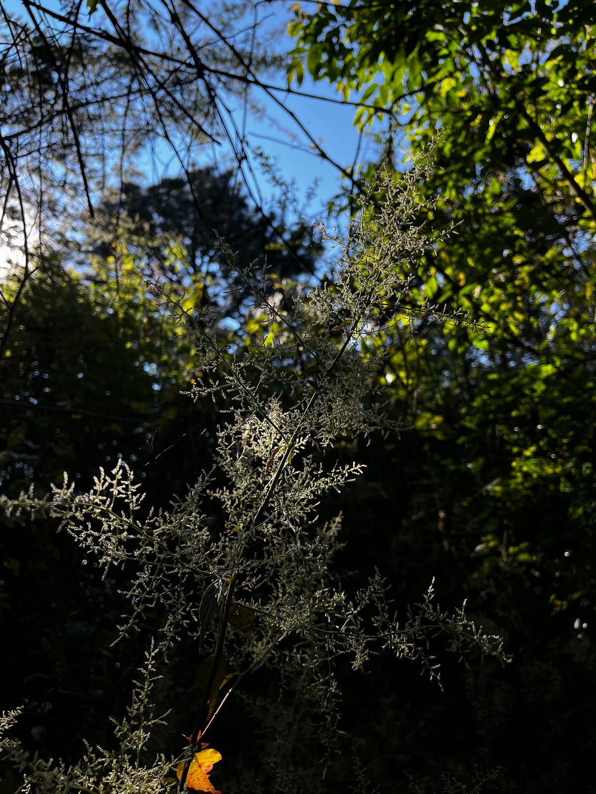 El bosque de subida Chalma (o sobre los lugares donde habita el silencio) | by Sergio D. Lara ...