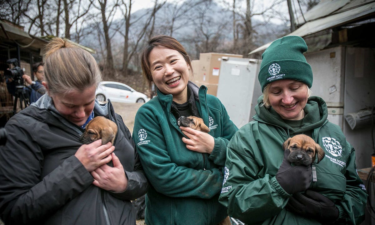 Uniting for Animal Welfare: The Global Reach of Humane Society ...