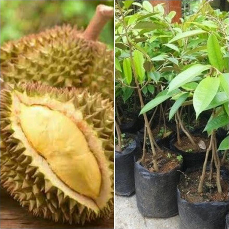 Bibit Durian Musaking Kaki 3 Grobogan Terlengkap | by Damarplantys | Medium