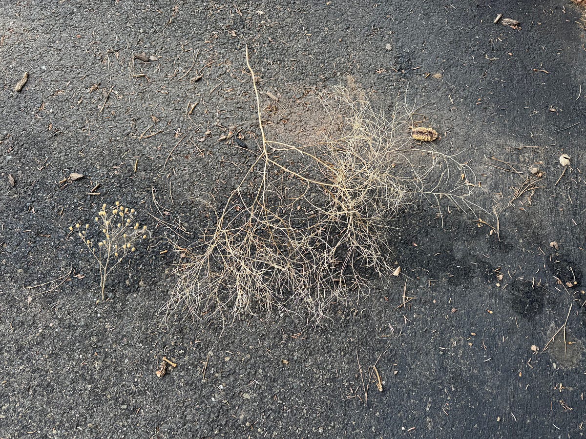 Tumbleweed - Don Southerton - Medium