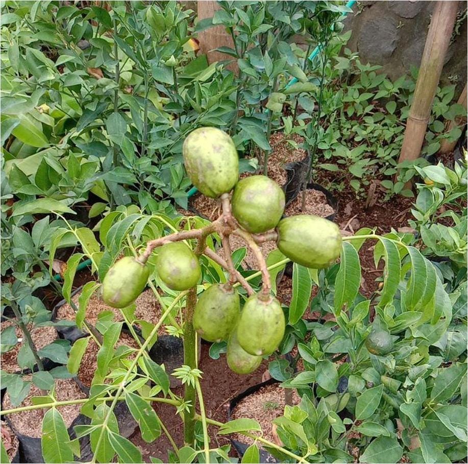 Bibit Kedondong Bangkok Mini Kondisi Berbuah Banjarnegara Terbaik | by ...