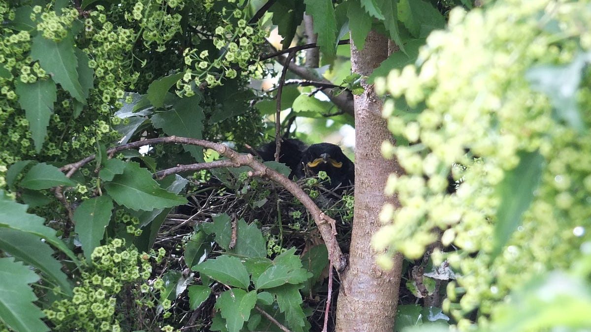 Tales From The Garden: Tui Nest. Tui are an iconic New Zealand bird and ...