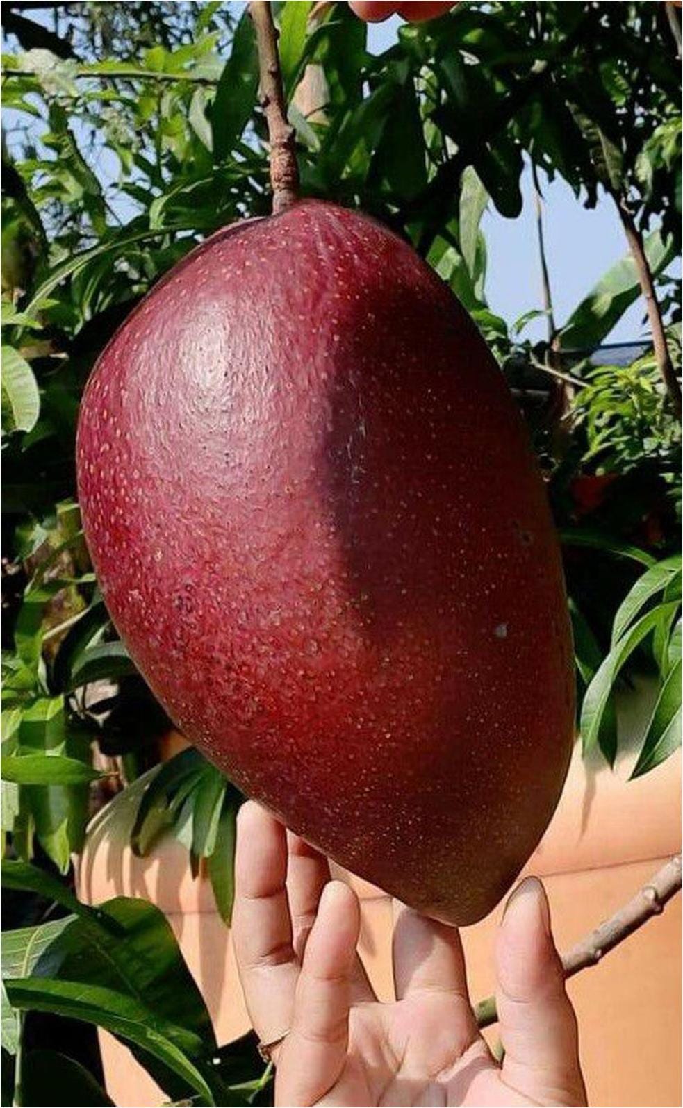 Bibit Mangga Yuwen Seri 6 Super Manis Kota Batu | by Jasmin Buah | Medium