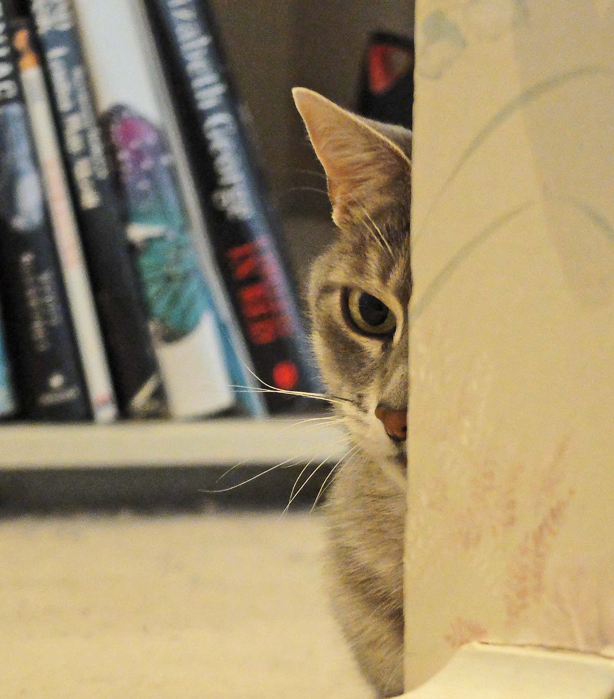 Caturday with Shadow - Catness - Medium