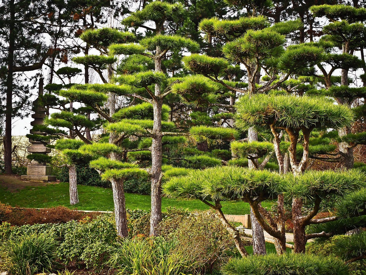From Cut to Cultivate: How Japan Produces Lumber Without Cutting Trees ...
