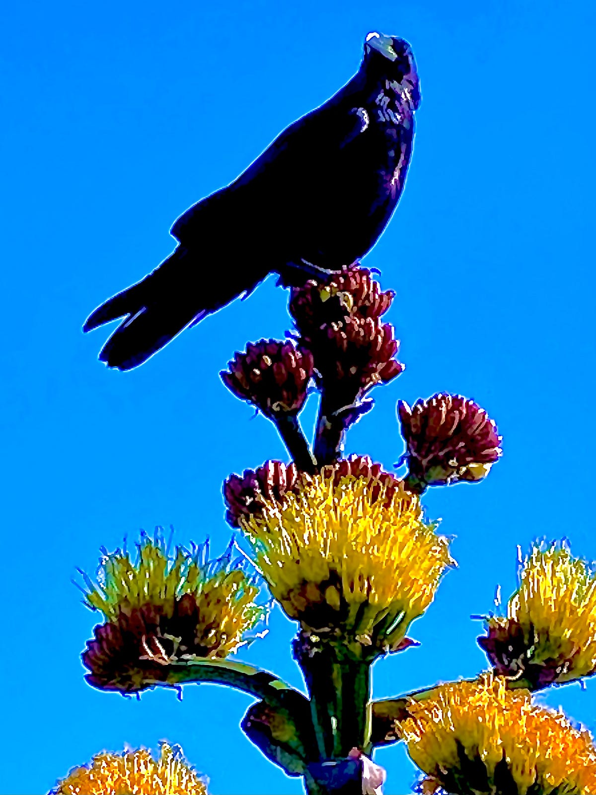 A Raven Haiku: By Machette Croaking, Never more. Acrobat of the sky ...