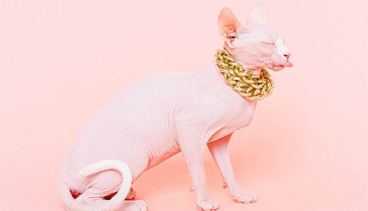 Cats With Rings On Their Tails. Cats have always captivated our hearts ...