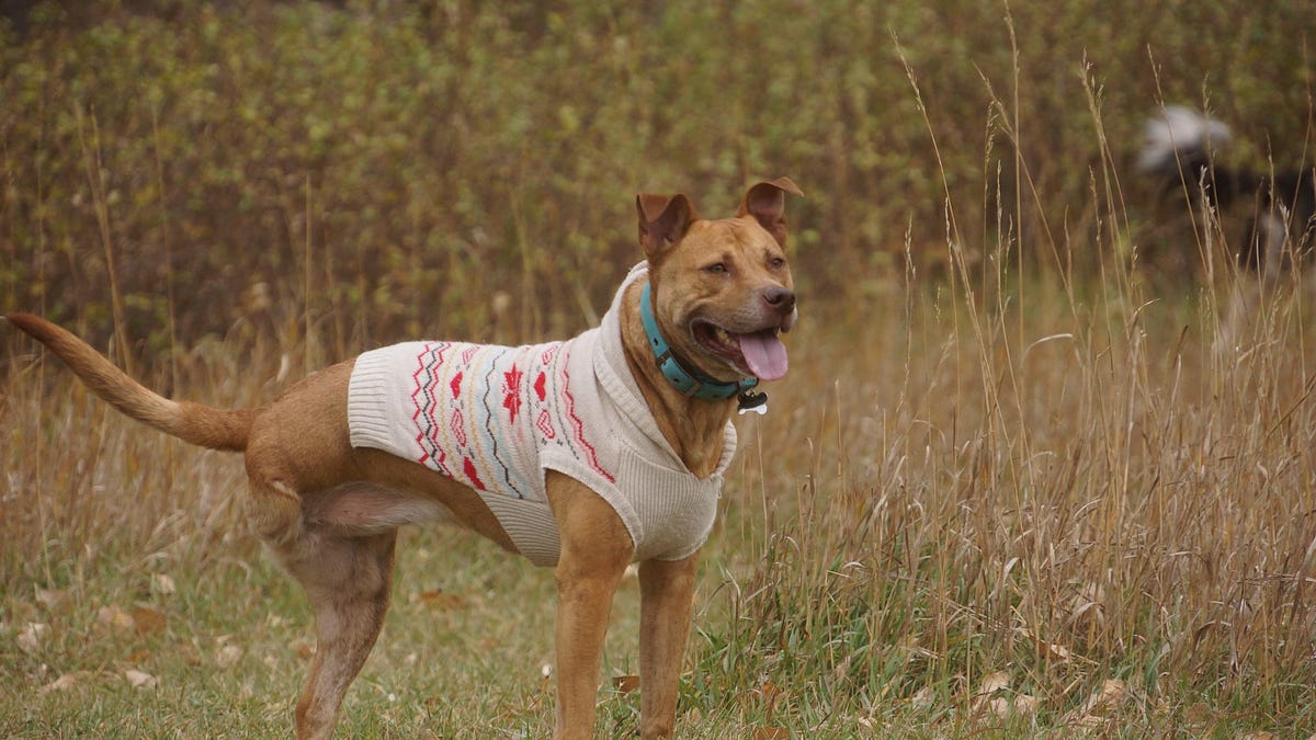 My Dog Lost a Leg. I Found So Much More | by Greyson Ferguson | The ...