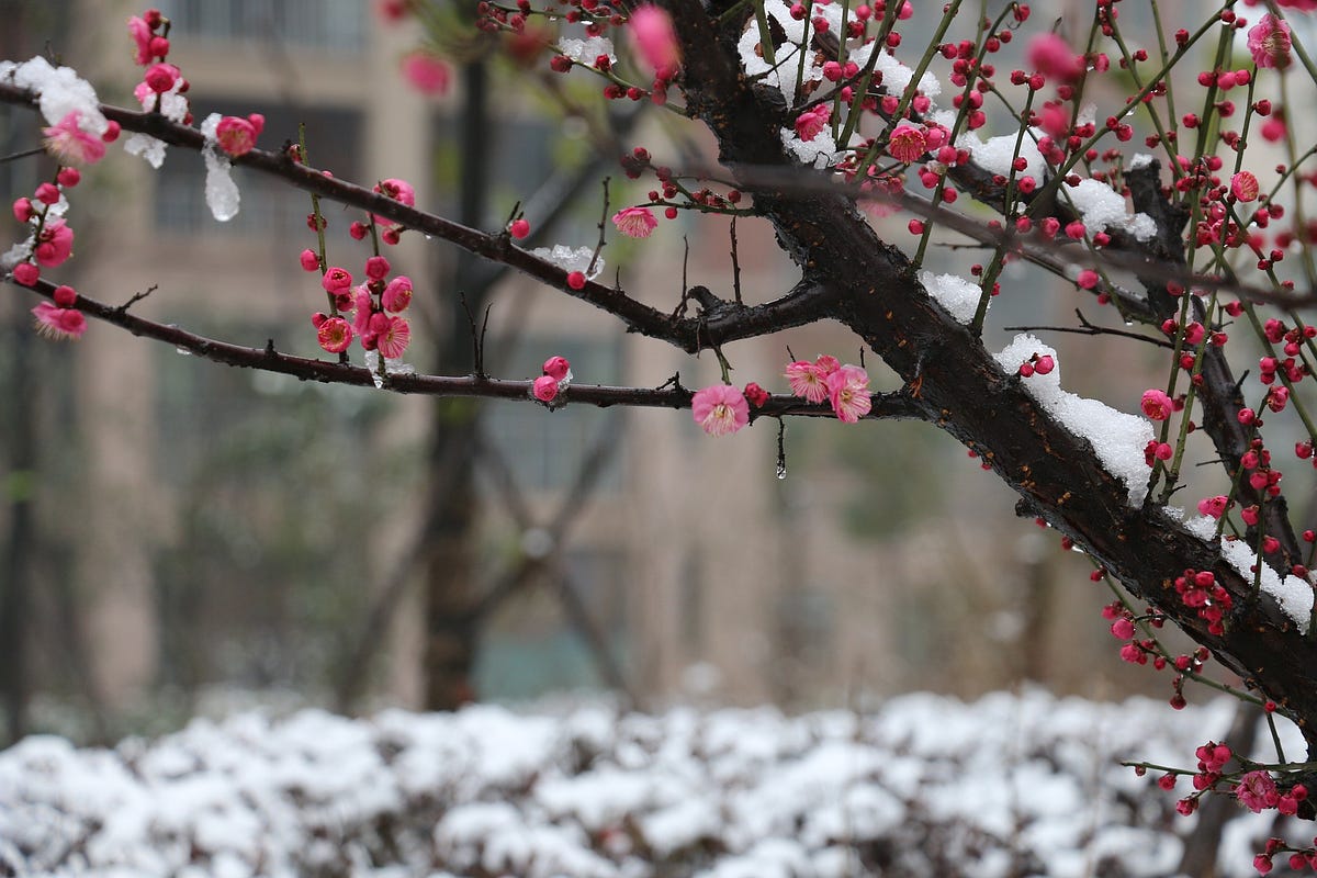 Blooming in Ice: The Cool Symbolism of Plum Blossoms | by Clifton Long ...