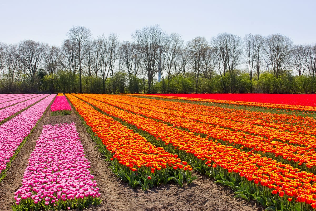 Flower Photography: Flower Bulb Fields | by Mark Overmars | Full Frame ...