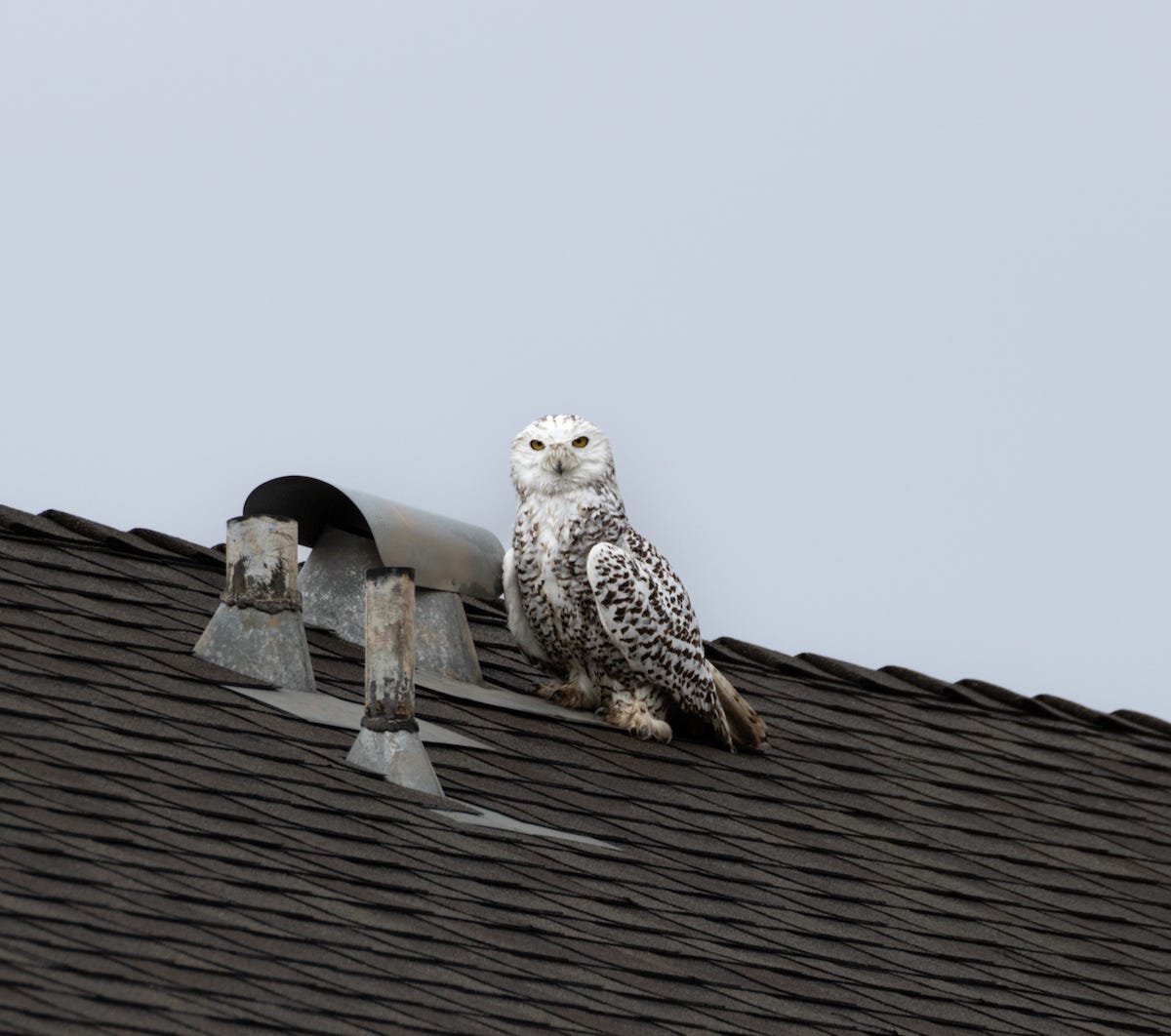 An Unexpected Guest in Cypress, California: Photographing the ...