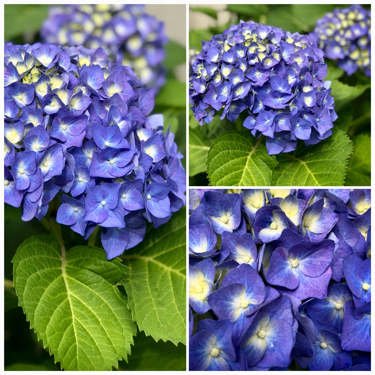 Haiku — Hydrangea. Japanese poem: あじさい (Ajisai) | by Lucy King | Haiku ...