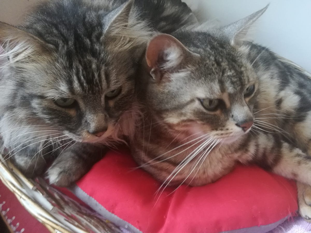 Fur balls.. You have just been woken up by two fur… | by Darren Hobson ...