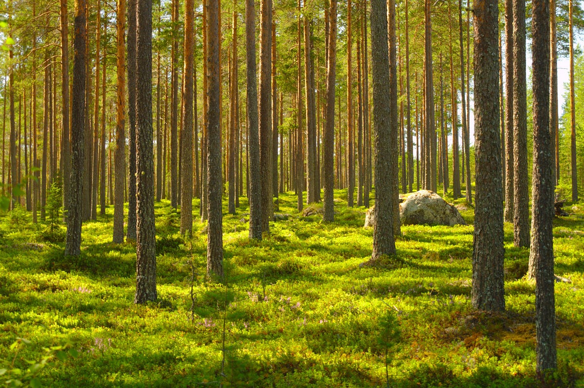 Introduction to Random Forest. Random Forest works on classification ...