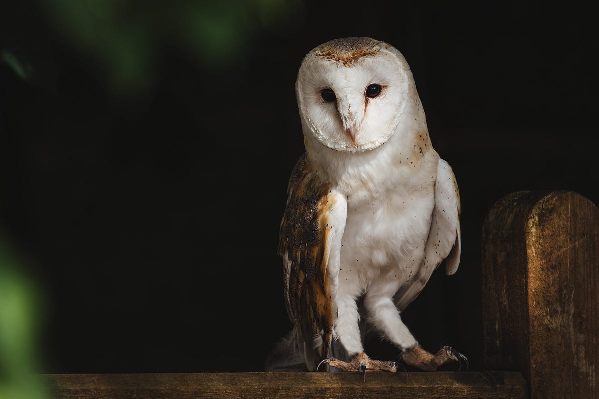 The Science Behind Being a Night Owl | by Superposition | Superposition ...