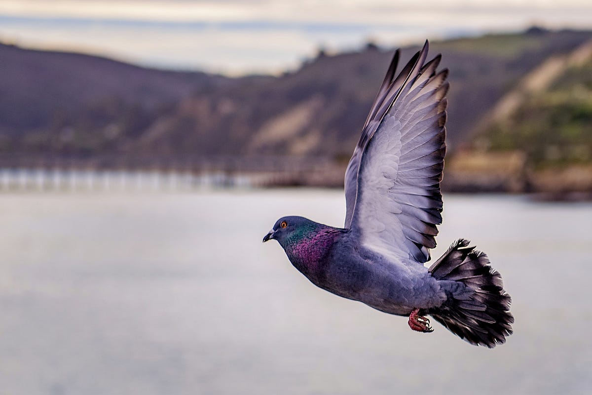 Do Pigeons Migrate?. A tale of two pigeons | by Philip Ogley | The ...