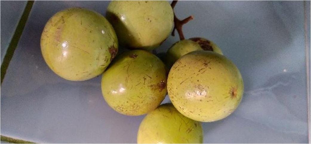 Bibit Kenitu Hijau Tanaman Buah Sawo Manicu Probolinggo Terunggul | by ...