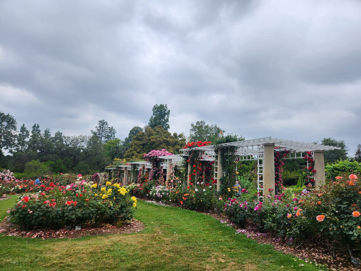 Blooming Roses are Always a Treasure at the Huntington Library and ...